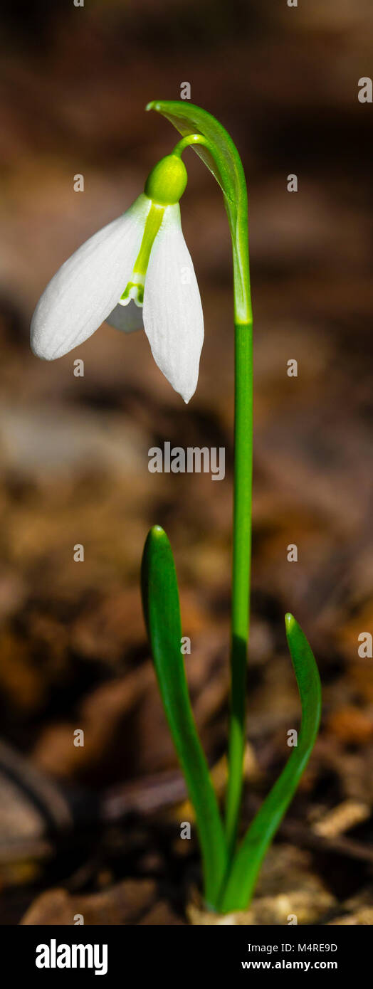 Beautiful snowdrop flower closeup Stock Photo - Alamy