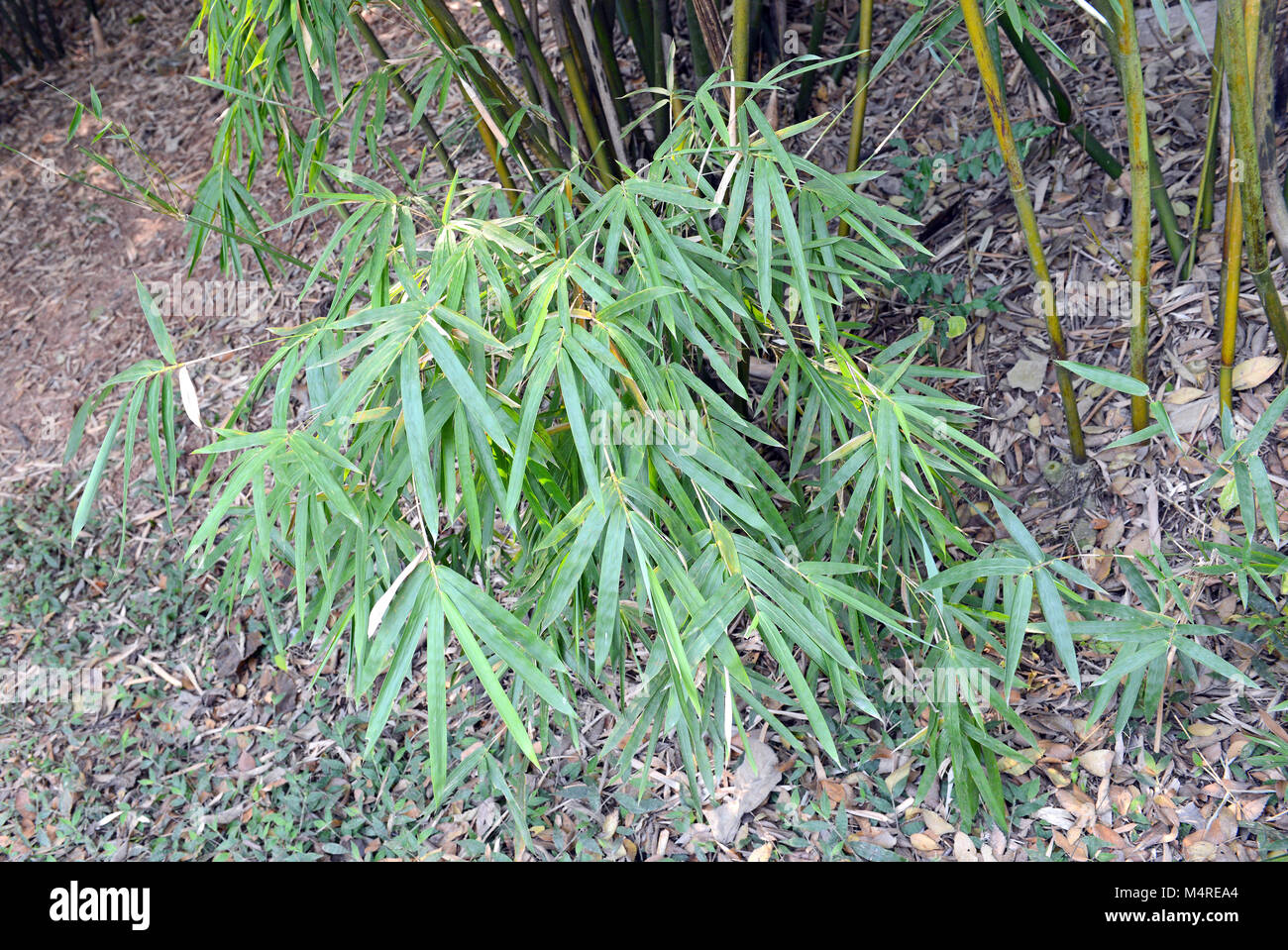 Chinese native trees hi-res stock photography and images - Alamy