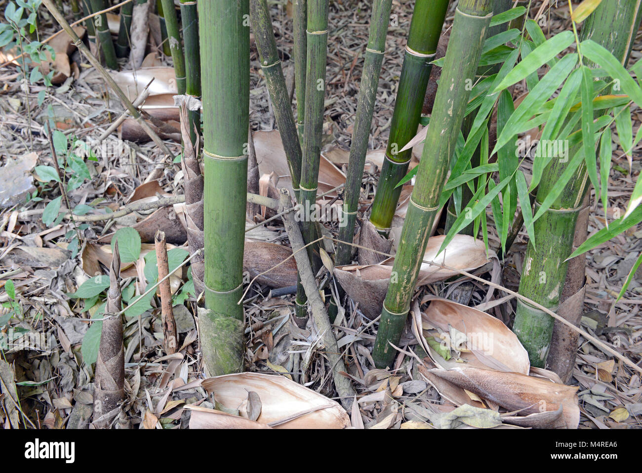 Bamboo, native to East Asia and a member of the grass family is one of ...