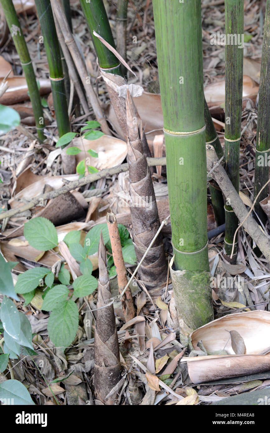 Chinese native trees hi-res stock photography and images - Alamy