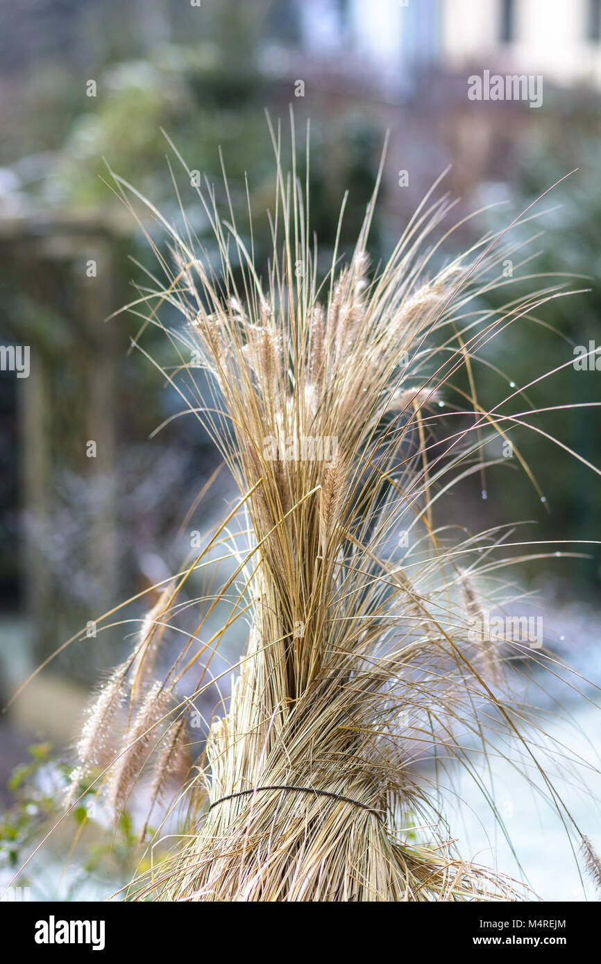 Reed bunch hi-res stock photography and images - Alamy