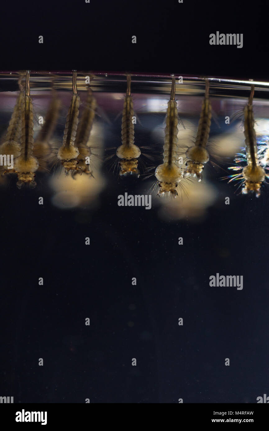 Mosquitoes are insects and live in the water until they hatch and then ...