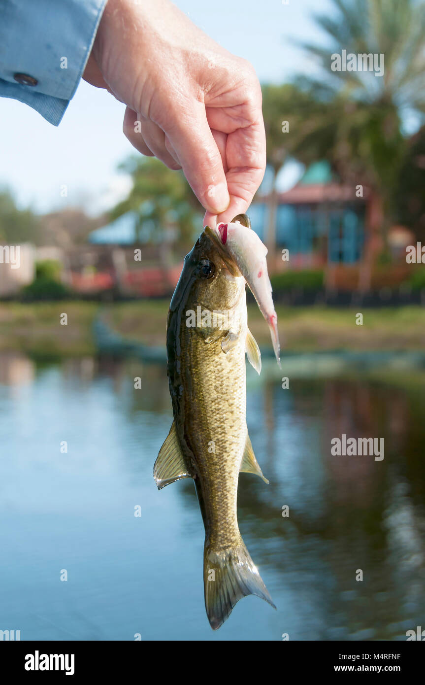Shiners fish hi-res stock photography and images - Alamy