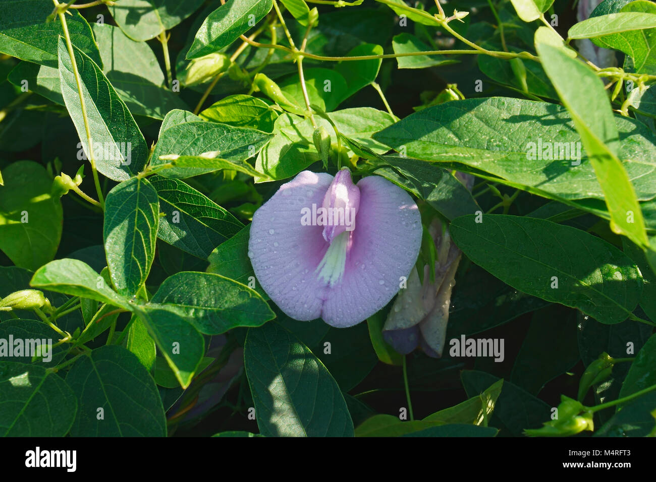 Spurred butterfly pea (Centrosema virginianum). Called Wild blue vine ...