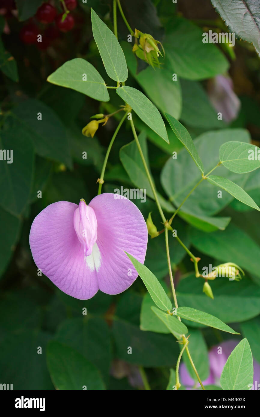 Spurred butterfly pea (Centrosema virginianum). Called Wild blue vine ...