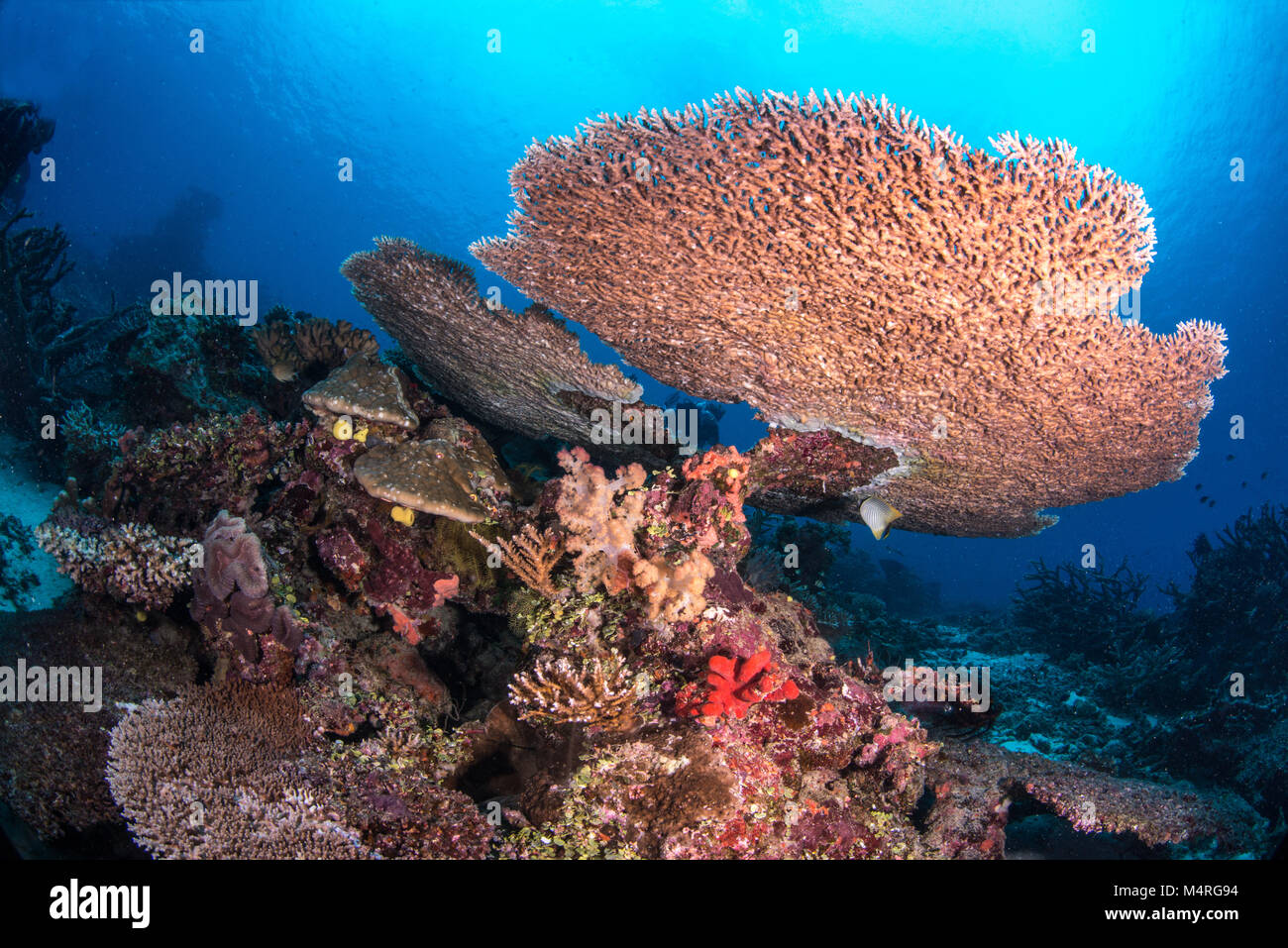 Coral cap hi-res stock photography and images - Alamy