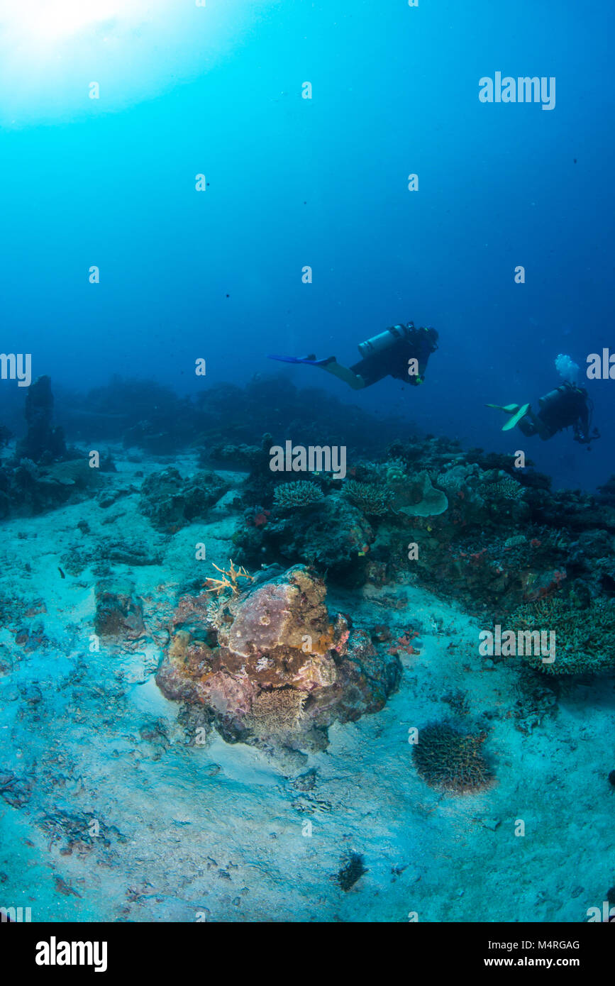 Divers exploring the reef Stock Photo - Alamy