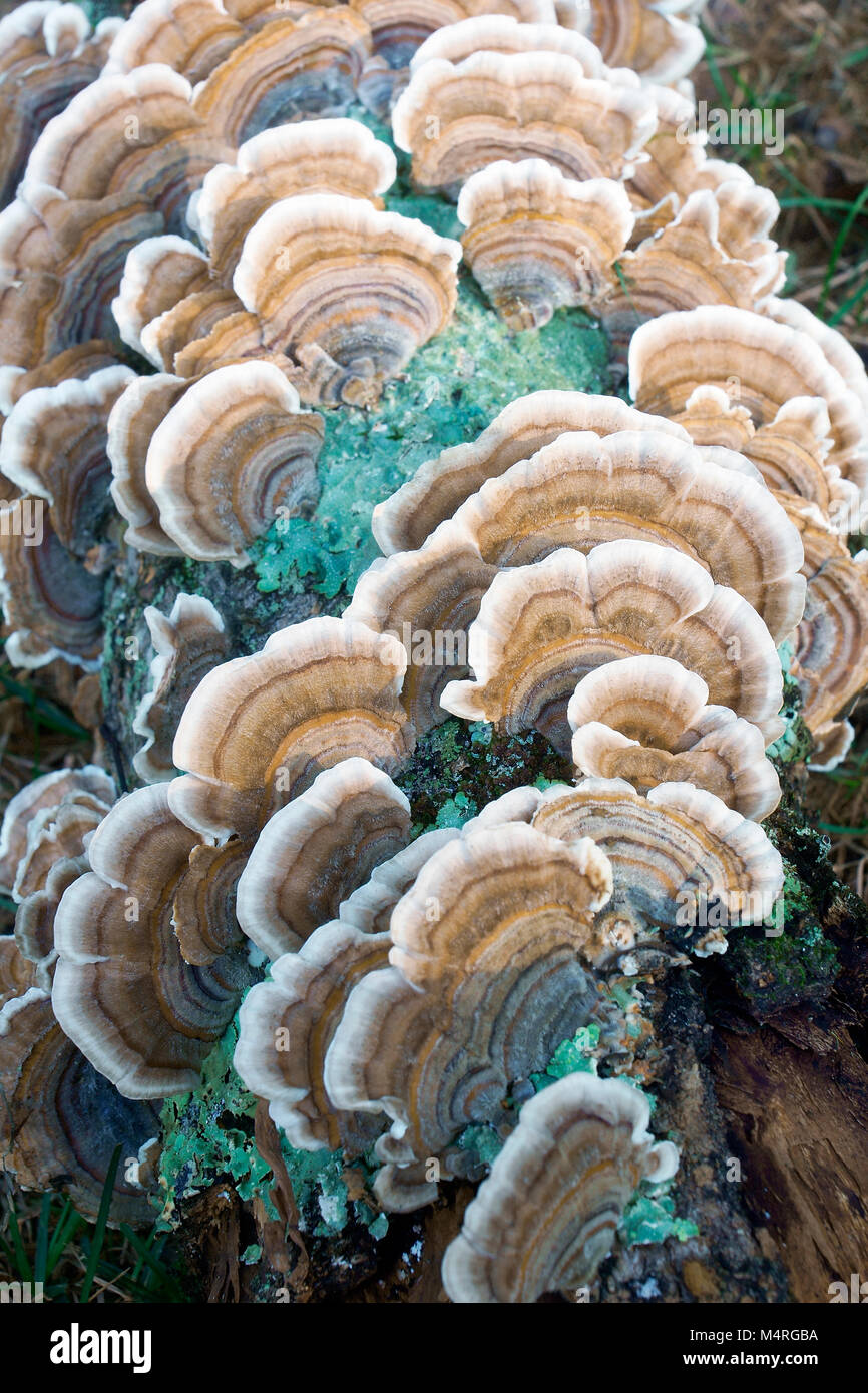 Turkey tail fungus (Trametes versicolor). Synonyms: Coriolus versicolor ...
