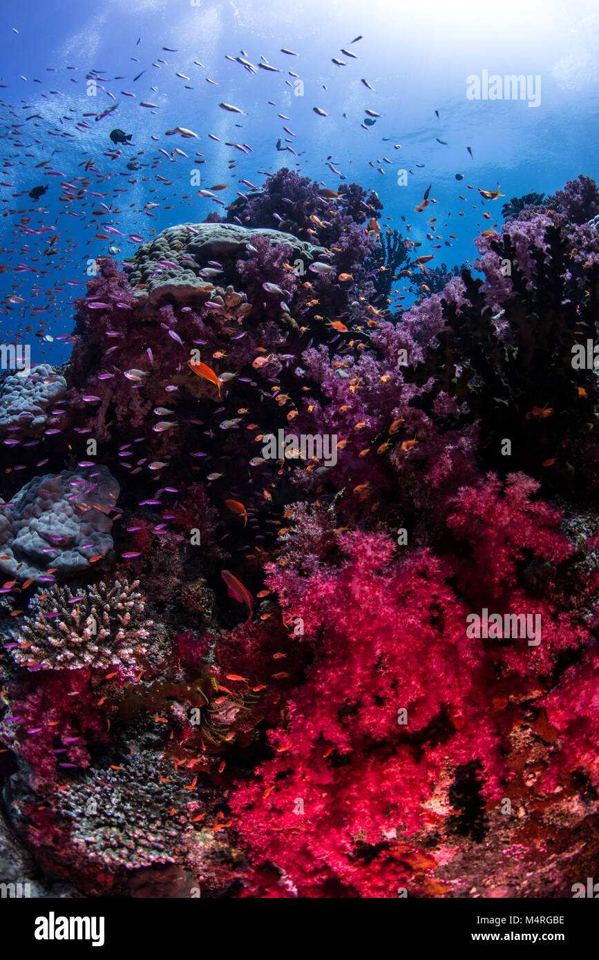 Anathias fish swimming over the reef Stock Photo - Alamy