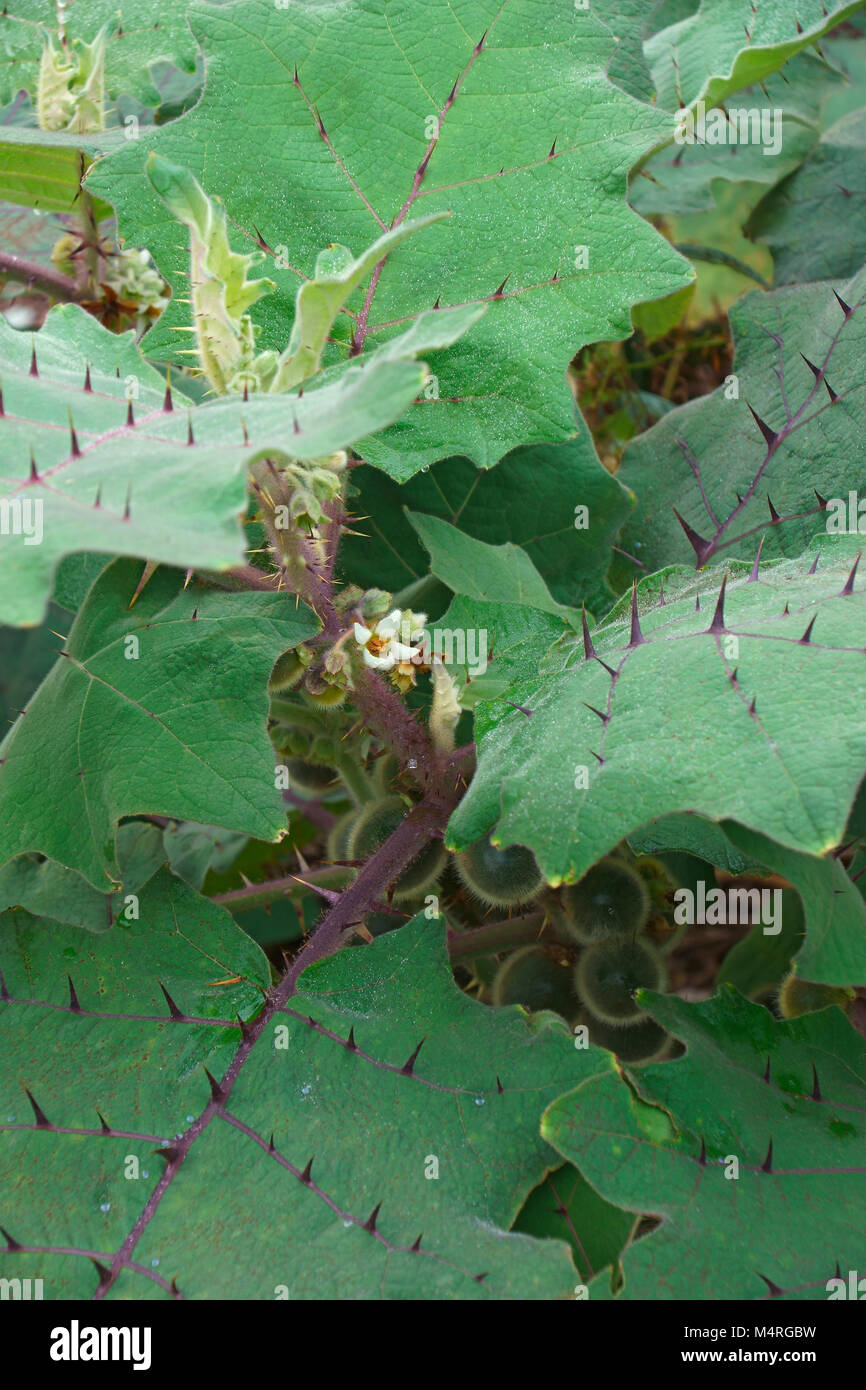 Solanum quitoense hi-res stock photography and images - Alamy