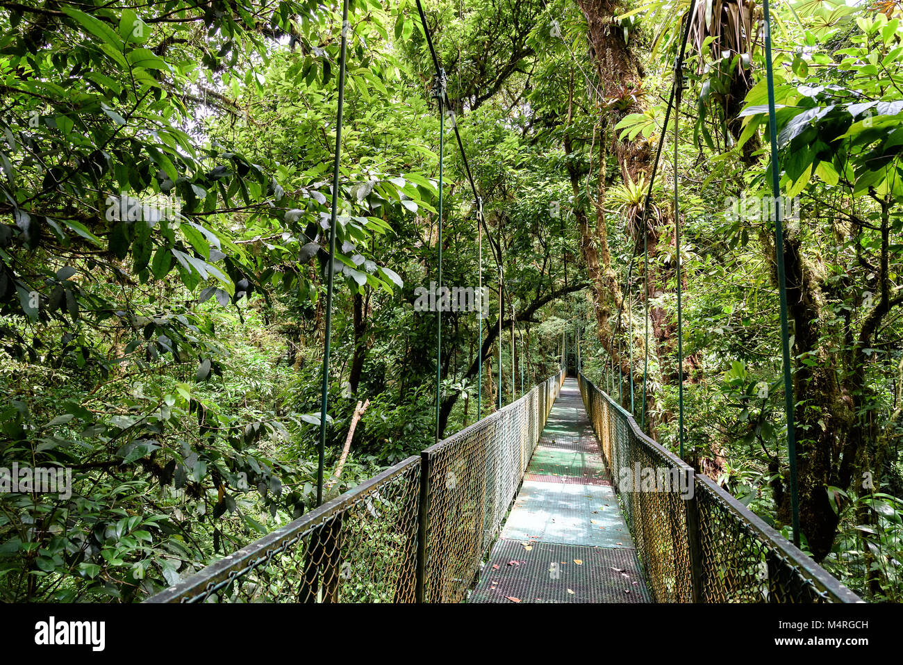 bridge in the jungle in central america Stock Photo - Alamy