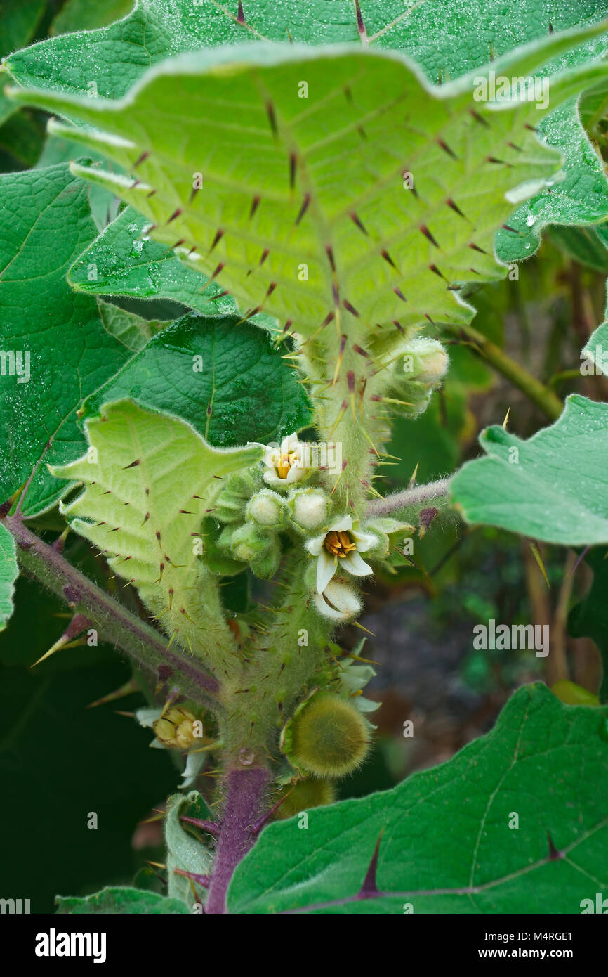 Solanum quitoense hi-res stock photography and images - Alamy