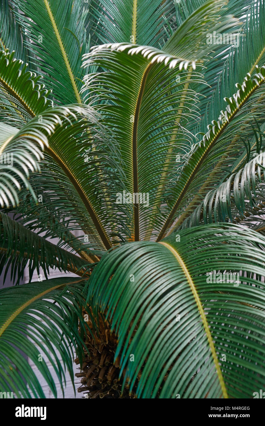 Sago palm (Cycas revoluta). Called King sago, Sago cycad and Japanese ...