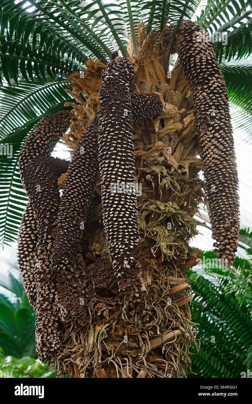 Dioon hi-res stock photography and images - Alamy