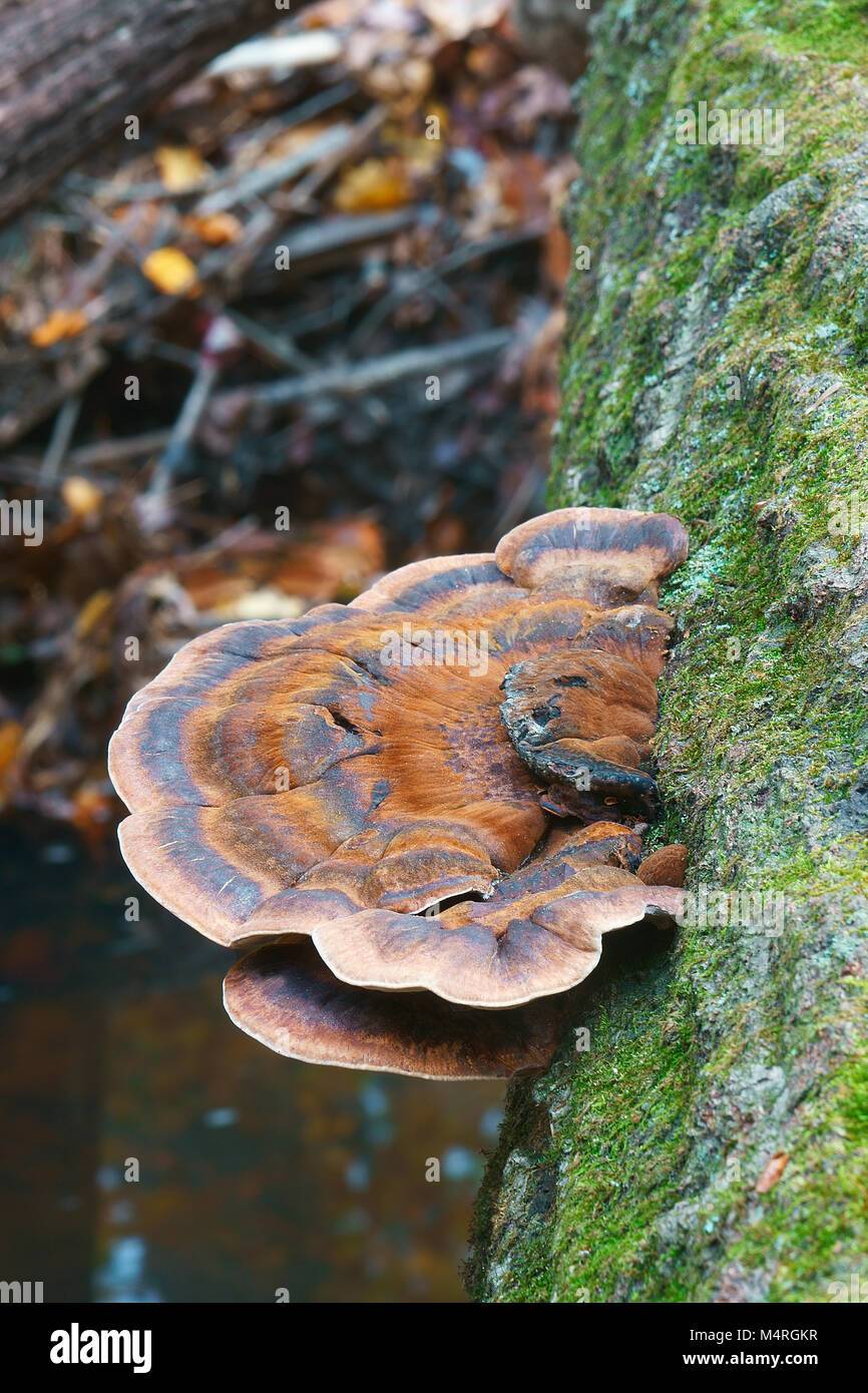 Resinous polypore (Ischnoderma resinosum). Called Late fall polypore ...
