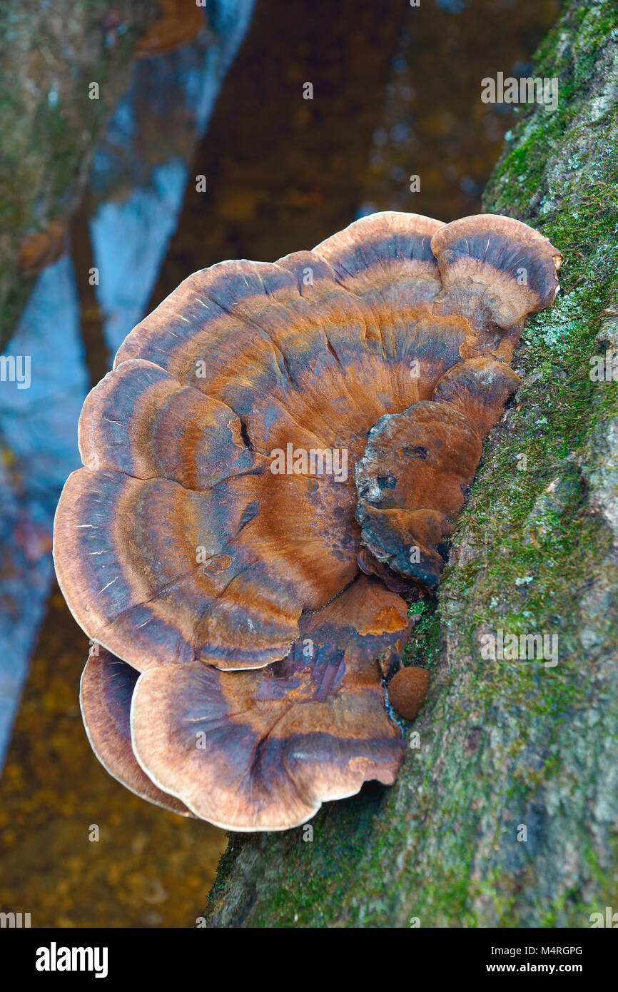 Resinous hi-res stock photography and images - Alamy