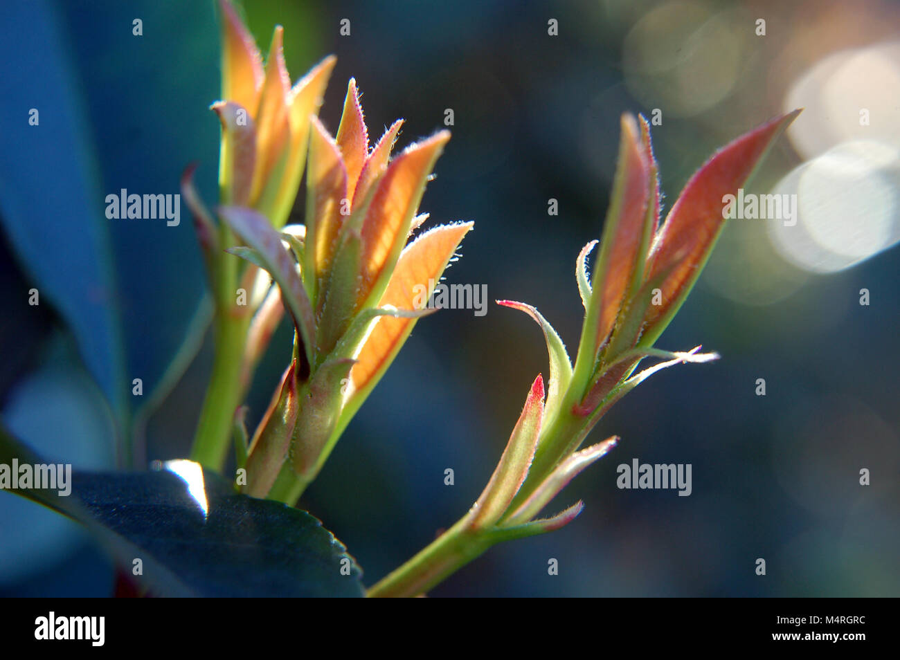 Tiny plant with backlighting Stock Photo - Alamy