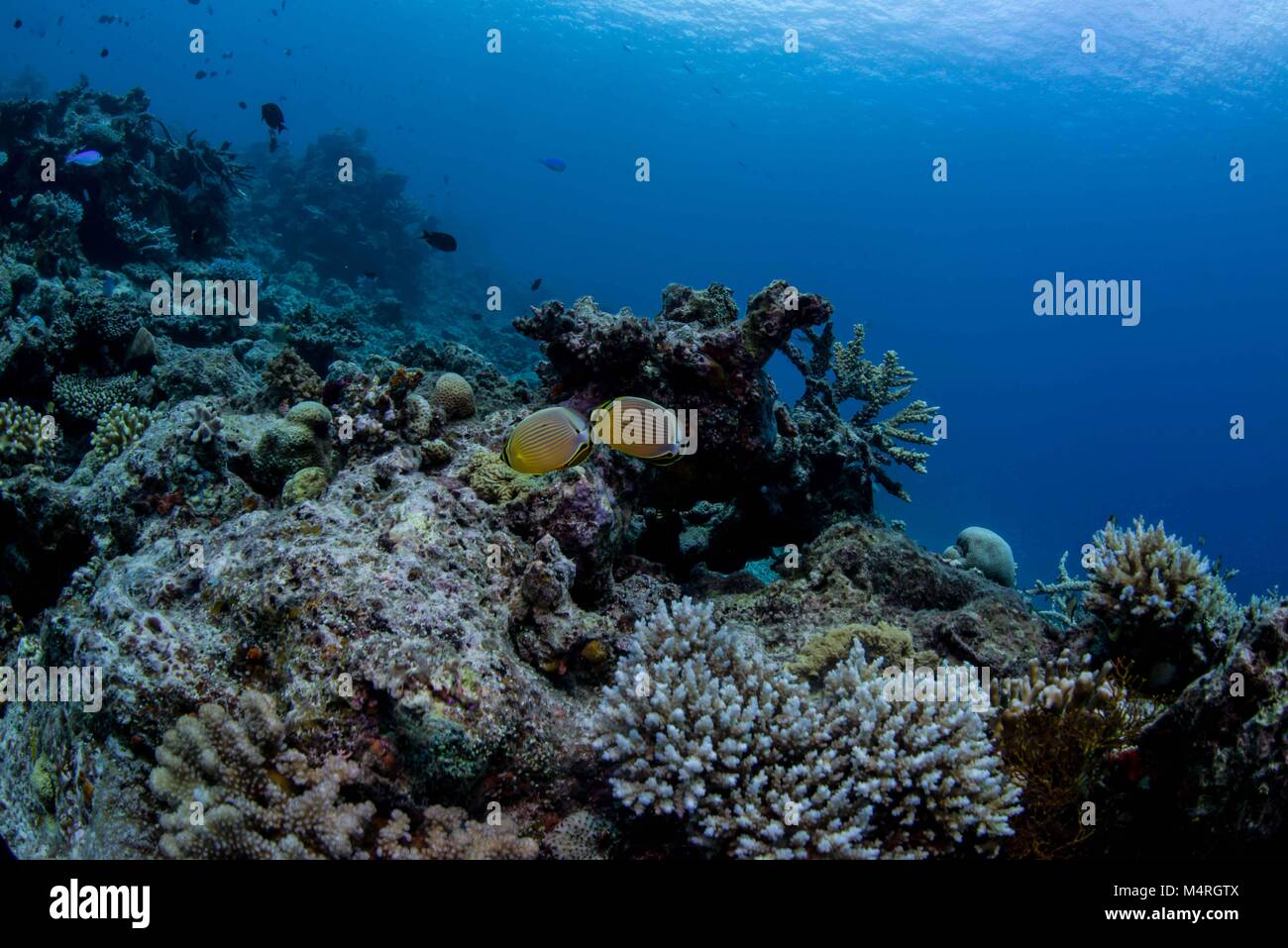 Ornate butterfly fish swimming over the reef Stock Photo - Alamy