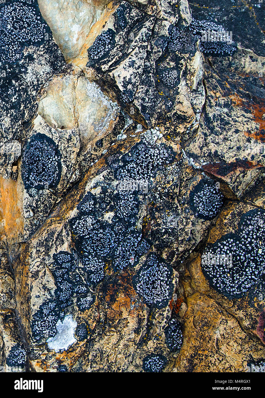 LM- Map Blooming Stock Photo - Alamy