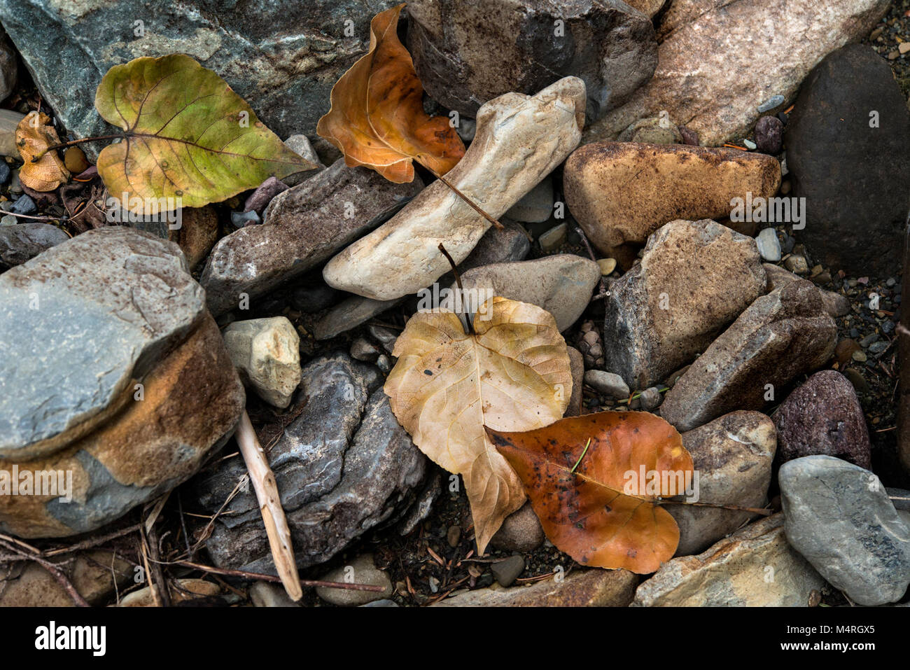 Logan Creek- Fall Leaves- I wore a scarf today Stock Photo - Alamy