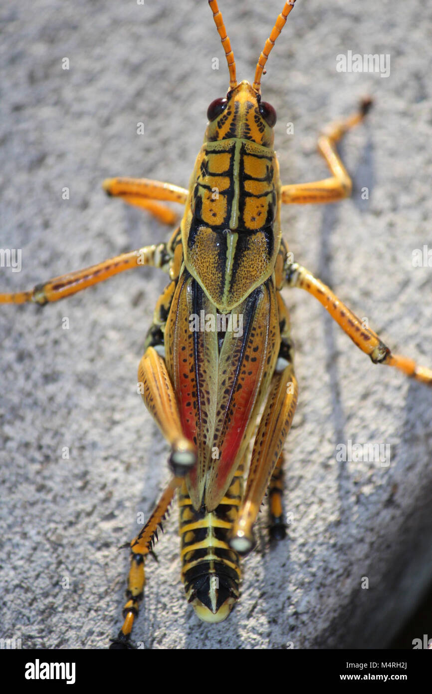 Lubber Grasshopper Stock Photo - Alamy