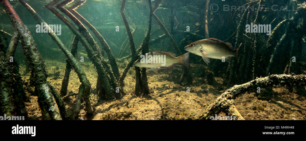 Mangrove snapper hi-res stock photography and images - Alamy