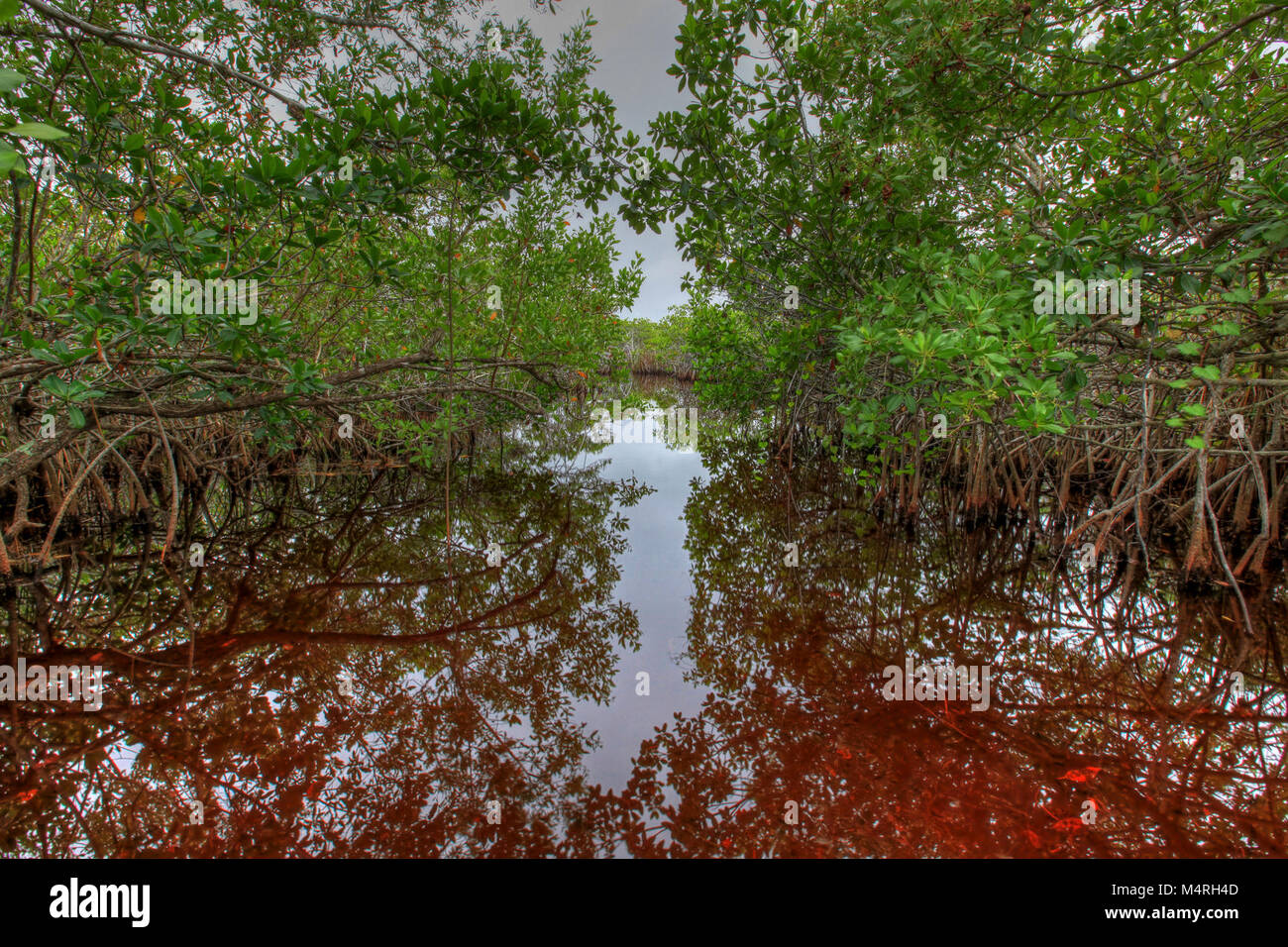 Mangrove water Stock Photo - Alamy