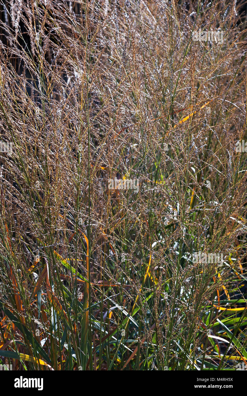 Dewey Blue Bitter panicgrass (Panicum amarum Dewey Blue). Called Bitter ...