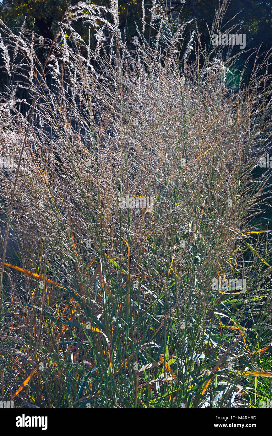 Panicum Amarum