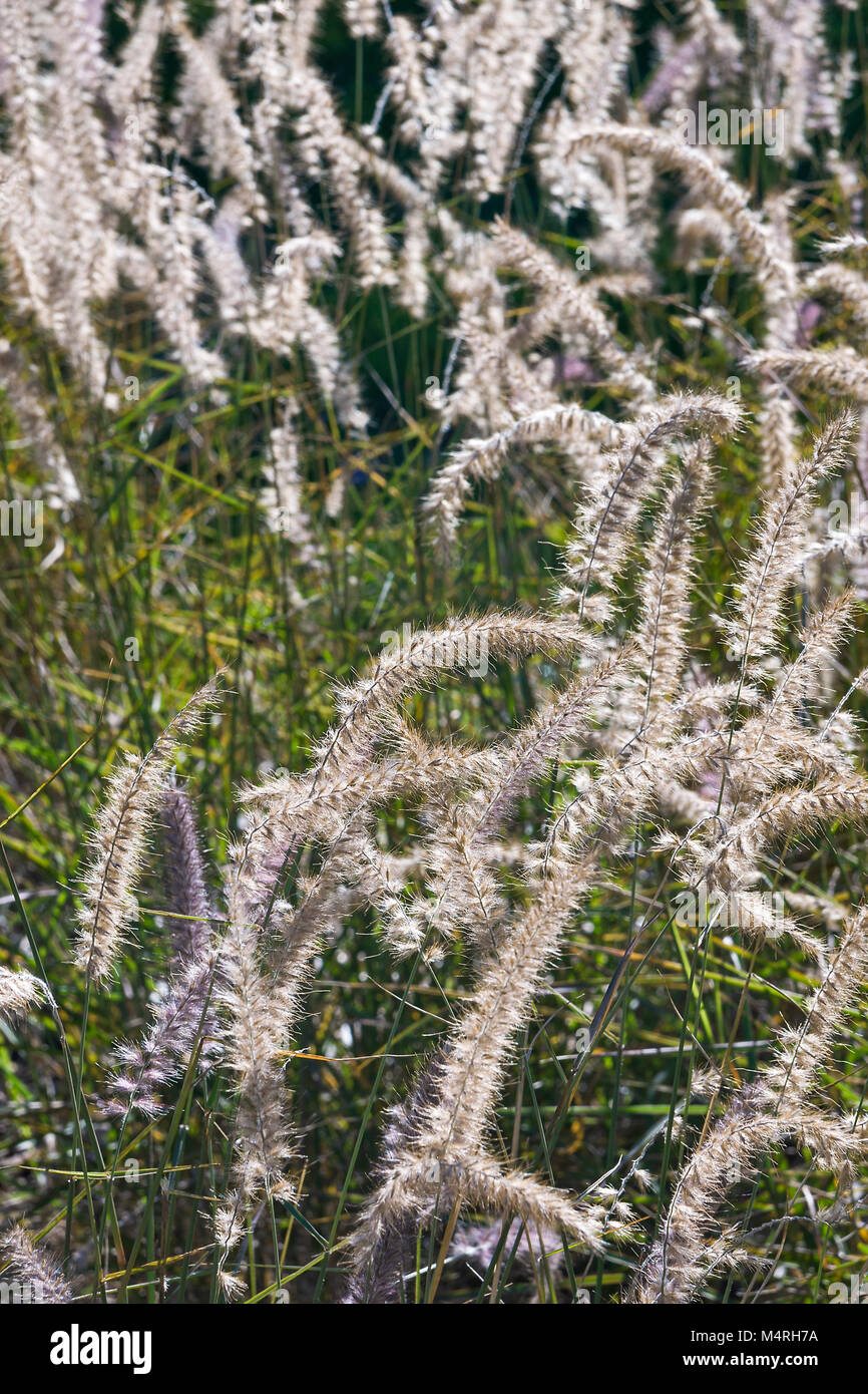 Karley Rose oriental fountain grass (Pennisetum orientale Karley Rose ...