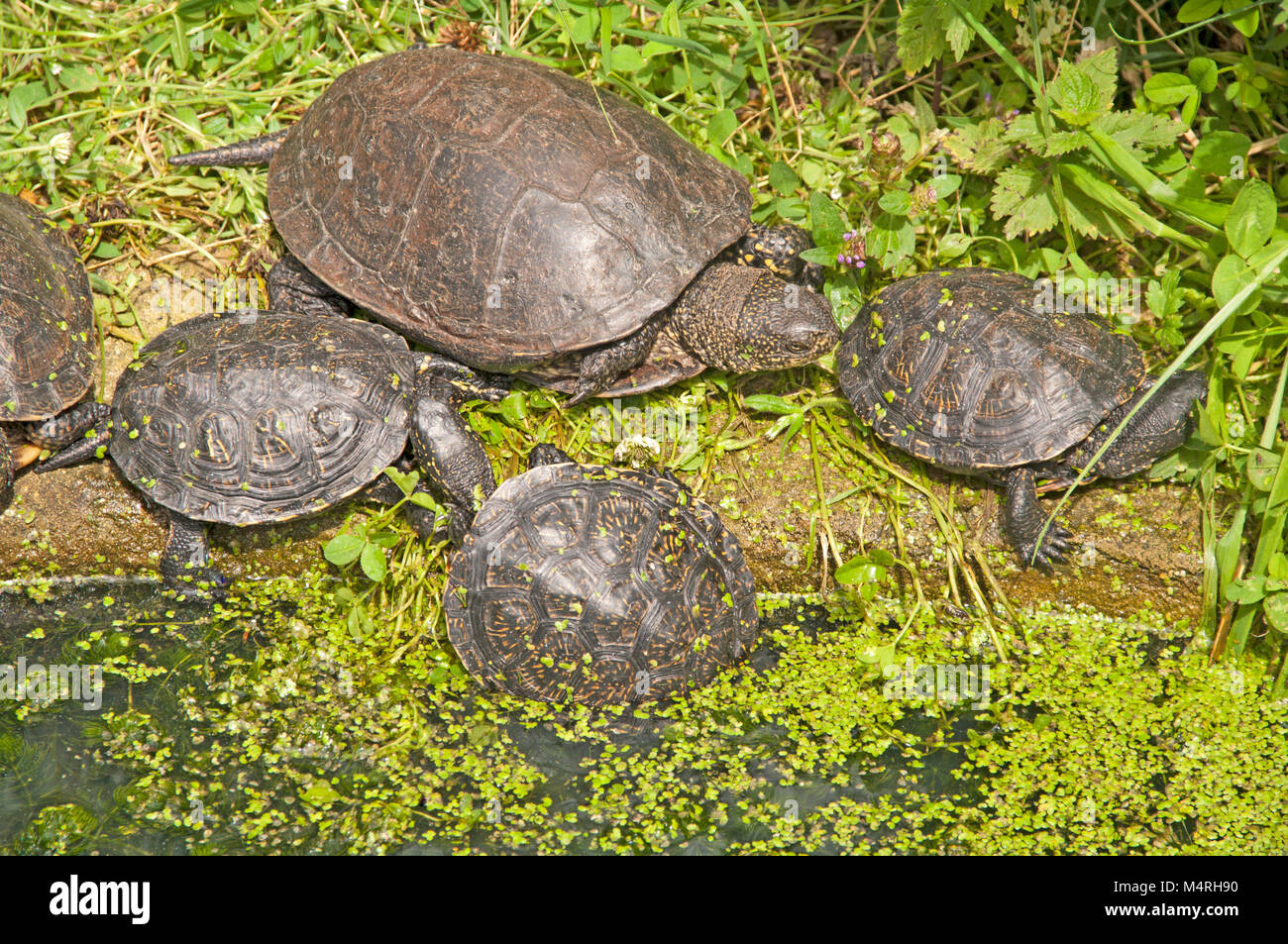 European Pond Tortoise, Emys Orbicularis Stock Photo - Alamy