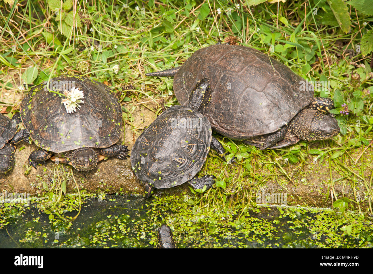 European Pond Tortoise, Emys Orbicularis Stock Photo - Alamy