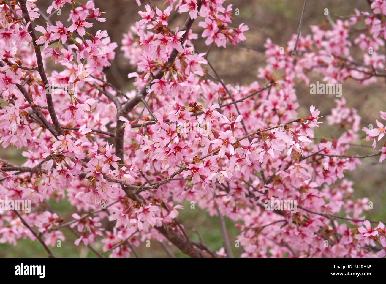 Okame flowering cherry (Prunus x incam Okame Stock Photo - Alamy