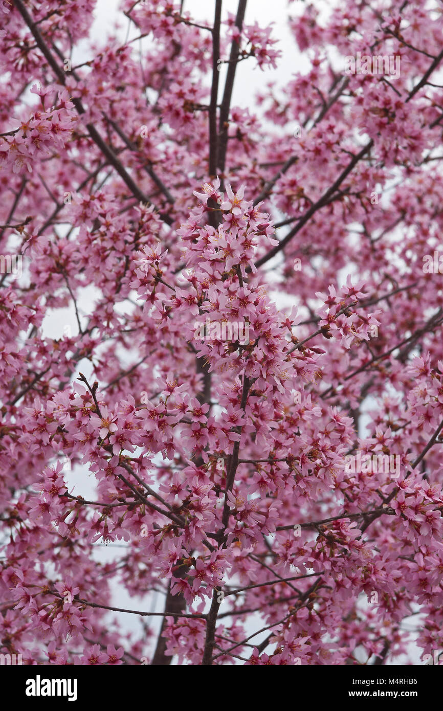 Okame flowering cherry (Prunus x incam Okame Stock Photo - Alamy