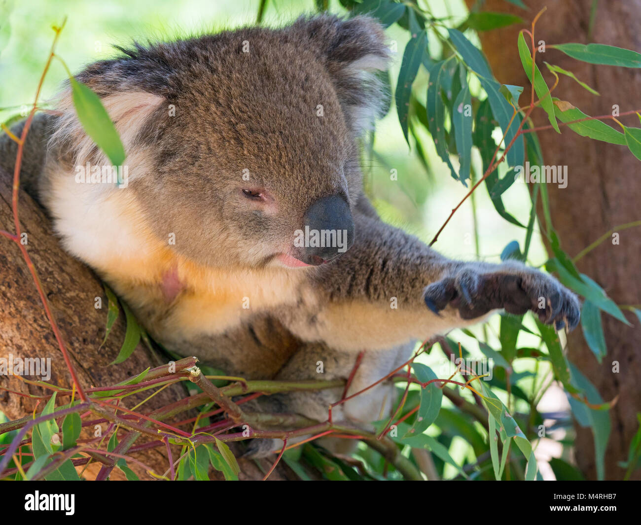 The koala Phascolarctos cinereus or inaccurately called koala bear ...