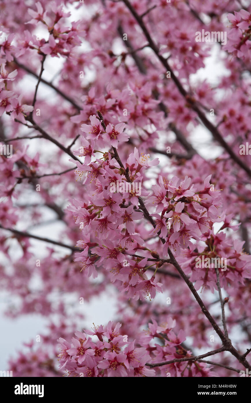 Okame flowering cherry (Prunus x incam Okame Stock Photo - Alamy