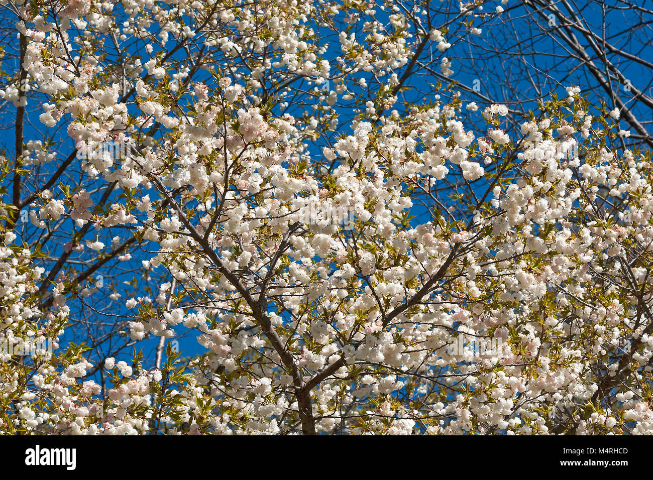 Shirotae Japanese flowering cherry (Prunus x Shirotae Stock Photo - Alamy