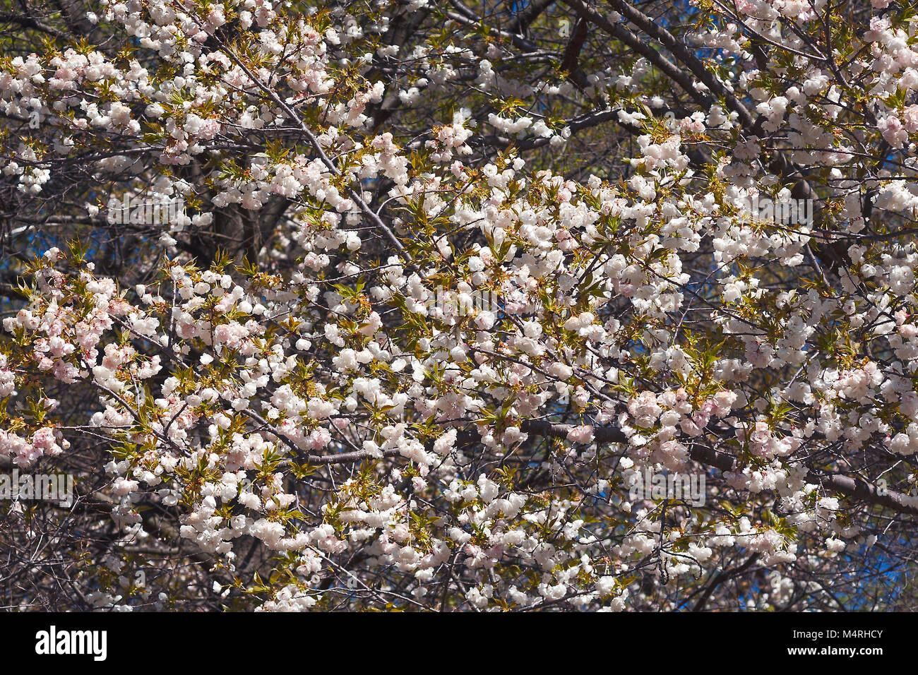 Shirotae Japanese flowering cherry (Prunus x Shirotae Stock Photo - Alamy