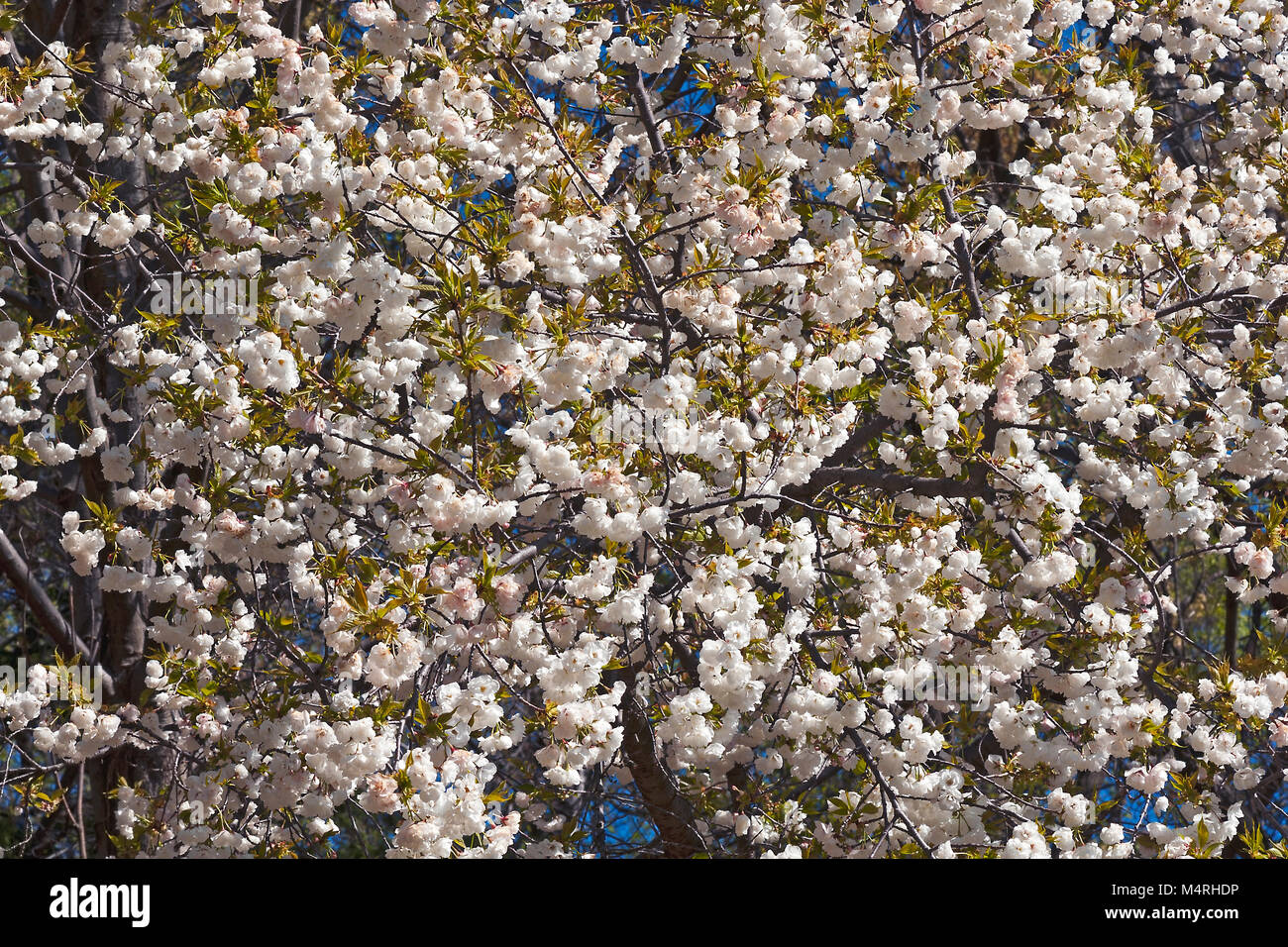 Shirotae Japanese flowering cherry (Prunus x Shirotae Stock Photo - Alamy