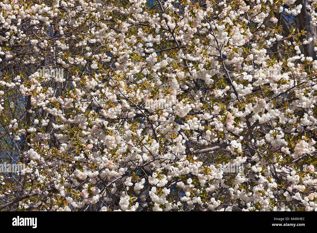 Shirotae Japanese flowering cherry (Prunus x Shirotae Stock Photo - Alamy