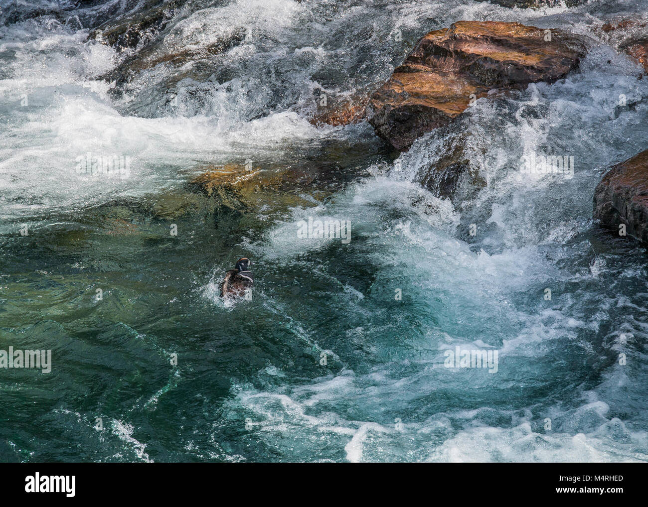 MC- Splash..MC- Splash Stock Photo - Alamy