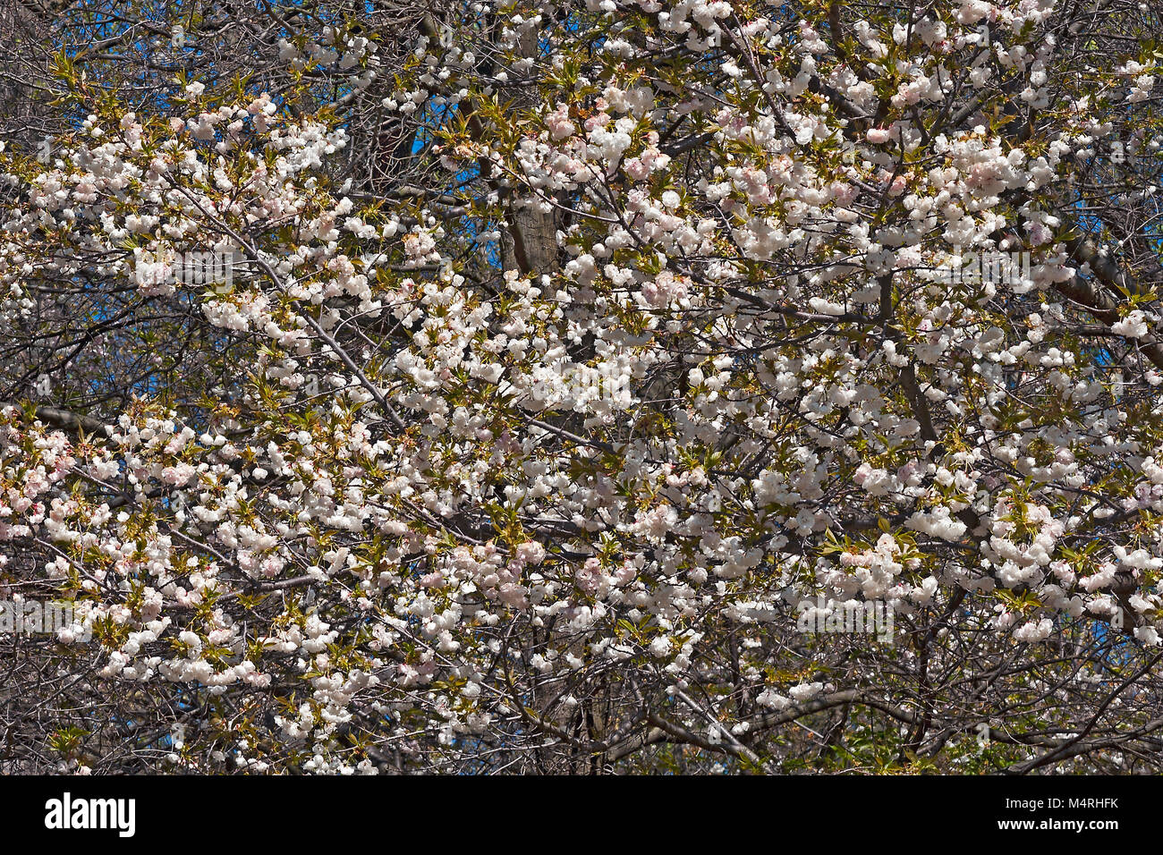 Shirotae Japanese flowering cherry (Prunus x Shirotae Stock Photo - Alamy