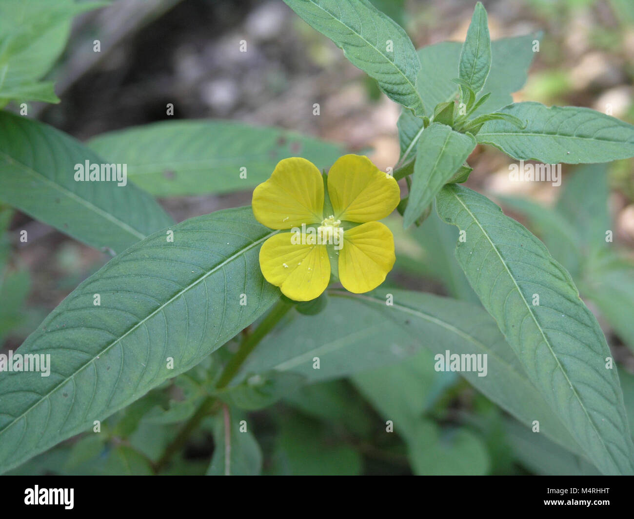 Mexican Primrose Willow Stock Photo - Alamy
