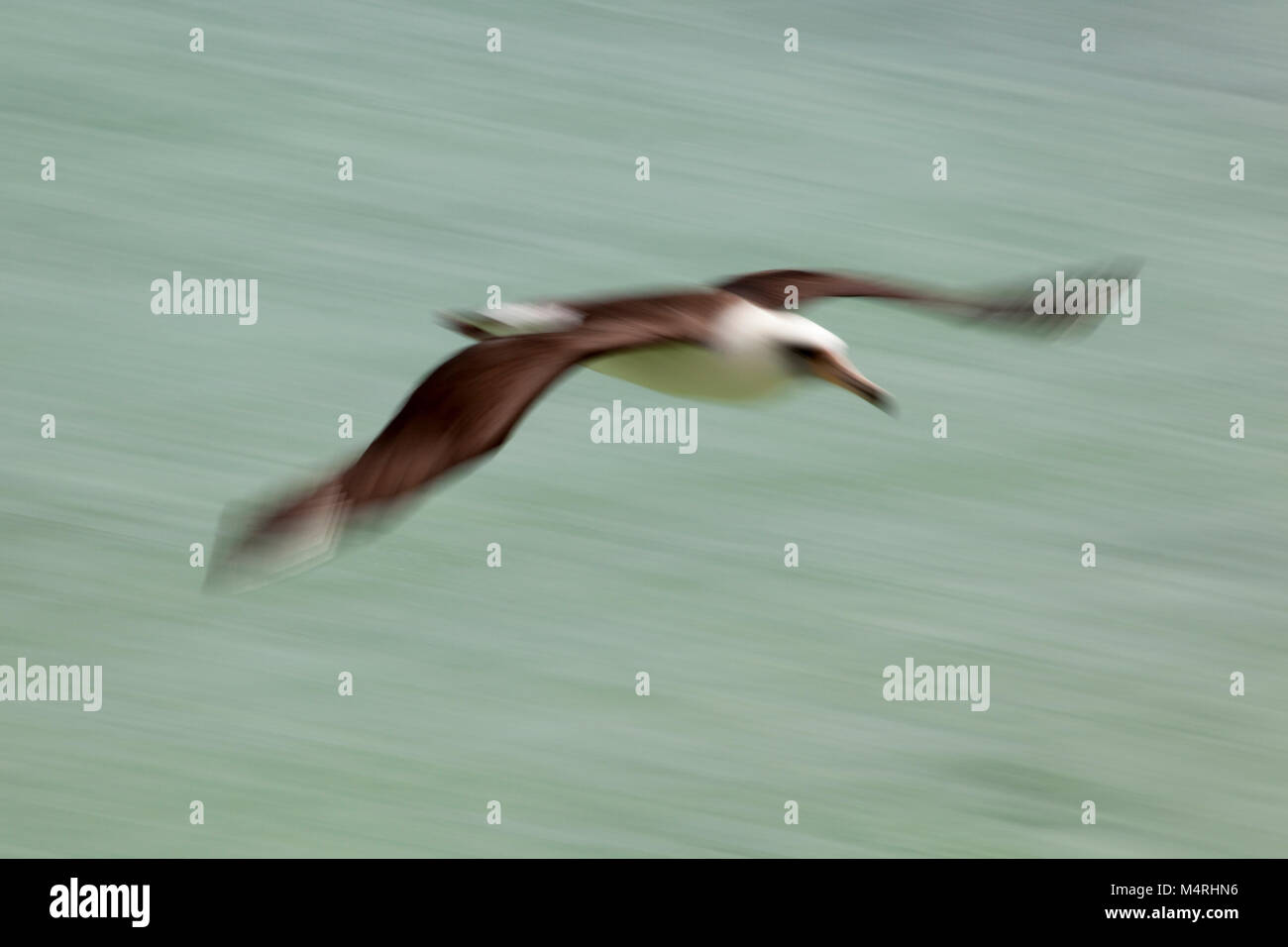 Flying birds slow motion hi-res stock photography and images - Alamy