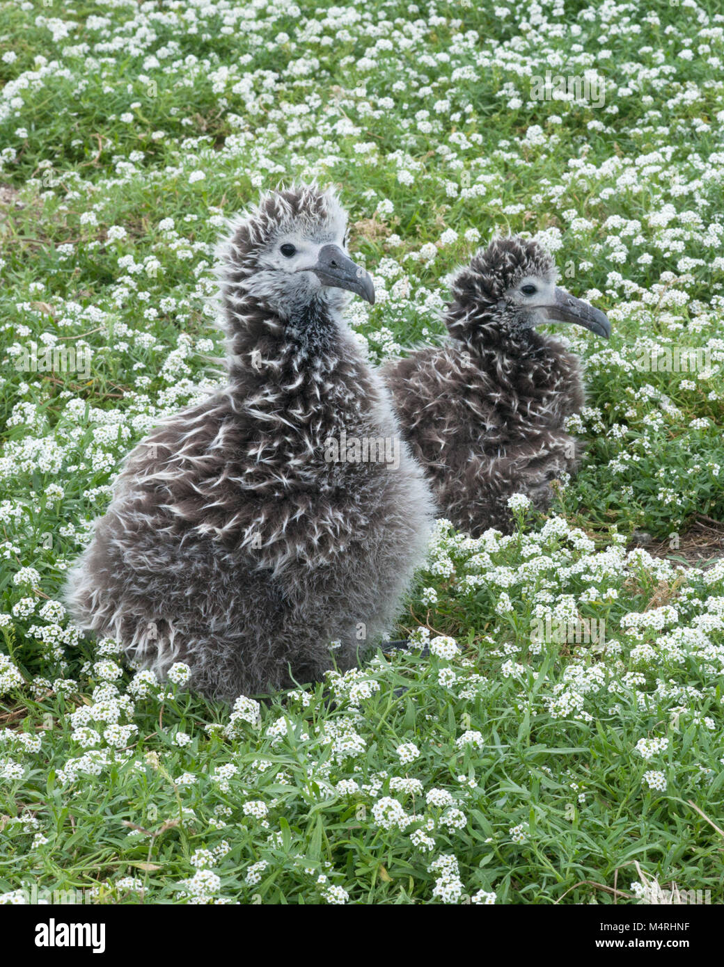 Two Laysan Albatross (Phoebastria immutabilis) chicks in a field of ...