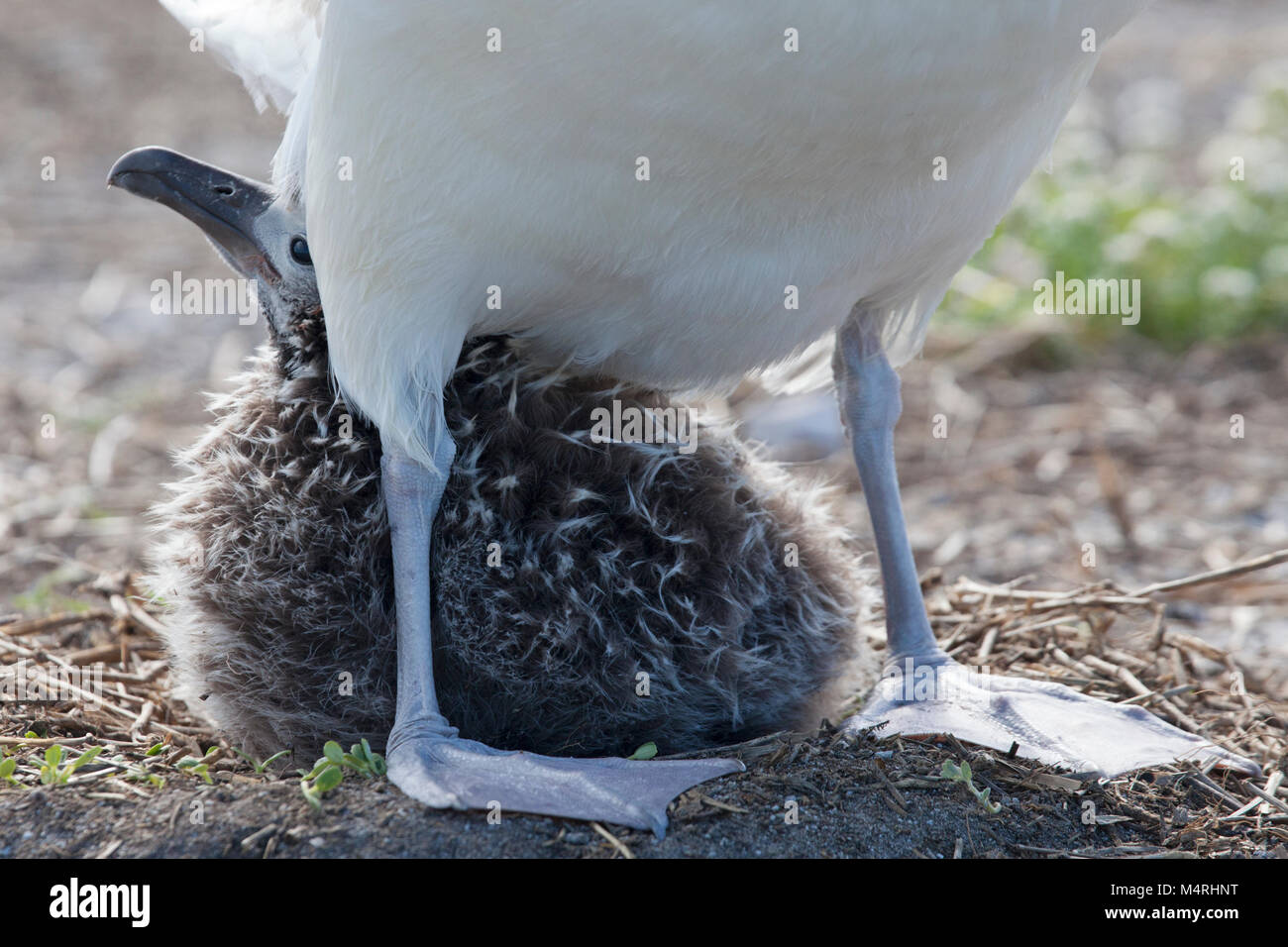 Nestling albatross on the nest hi-res stock photography and images - Alamy