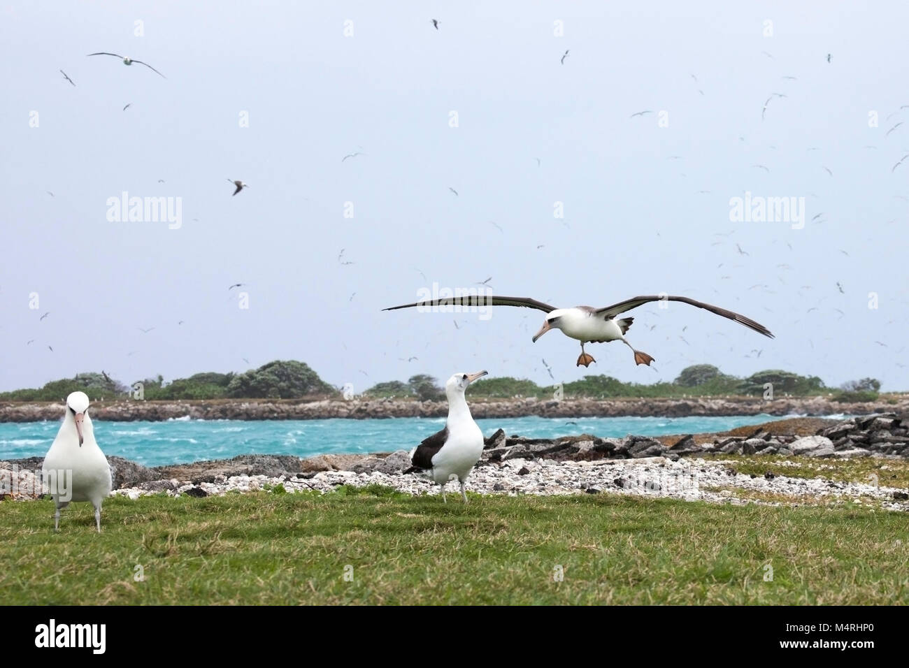 Laysan Albatross (Phoebastria immutabilis) landing in a colony on a ...