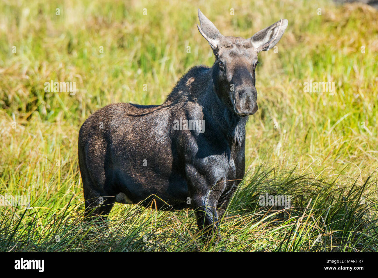 Angry moose hi-res stock photography and images - Alamy