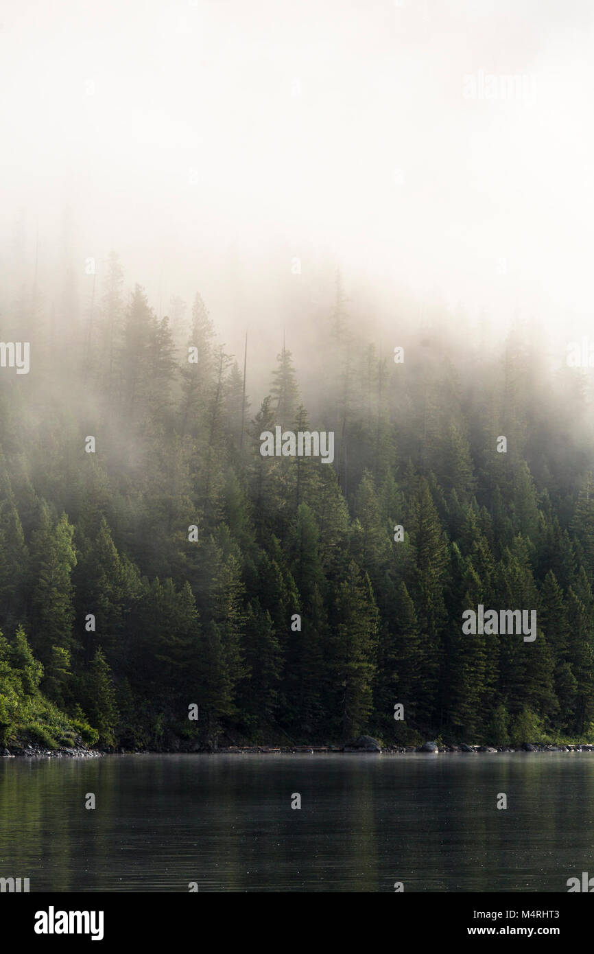 Morning Fog and Trees on Quartz lake Stock Photo - Alamy