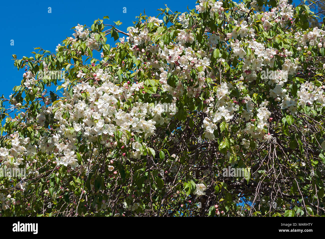 Red Jade weeping crabapple (Malus x sheidekeri Red Jade Stock Photo - Alamy